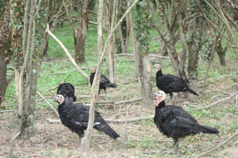 Black Turkey: Breed Profile - Backyard Poultry